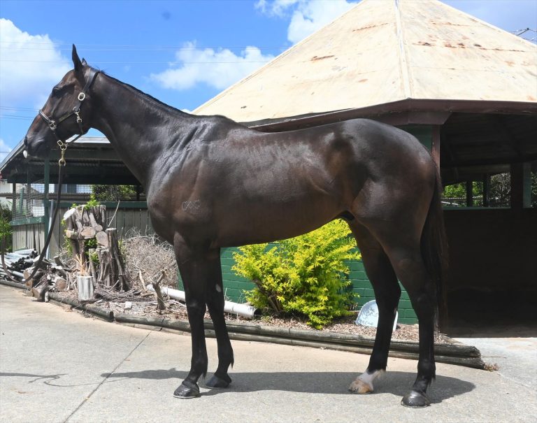 Highlights and Runners to Watch - Ares Racing Australia