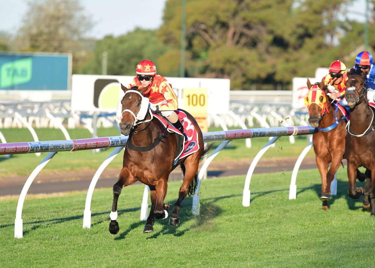 What to look for in a Tried Horse | Ares Racing Australia