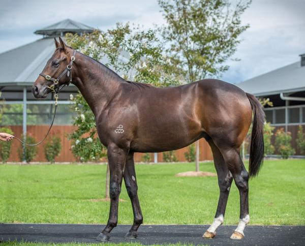 Horses Available - Ares Racing Australia Race Horses for Sale